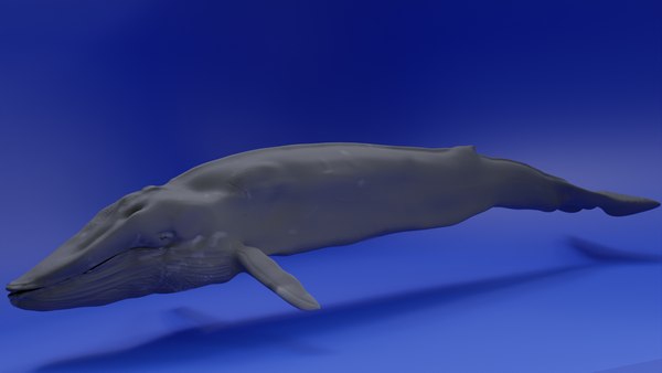 modelo 3d Ballena azul RIGGED modelo 3d - TurboSquid 1993945