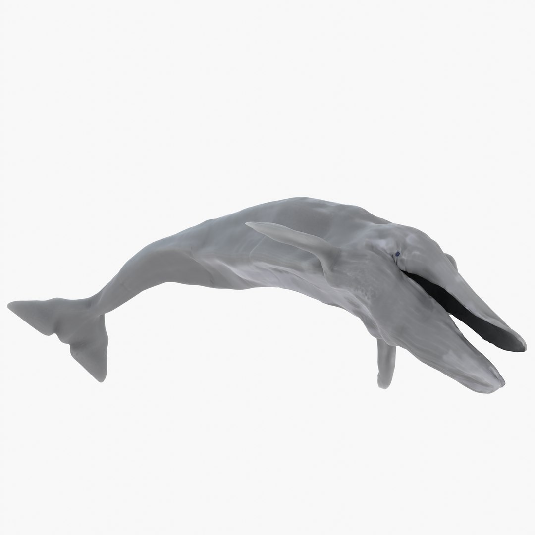 Blue Whale RIGGED 3D Model 3D - TurboSquid 1993945