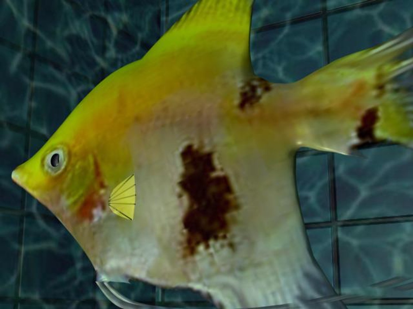 3d Angel-fish Aquarium Model