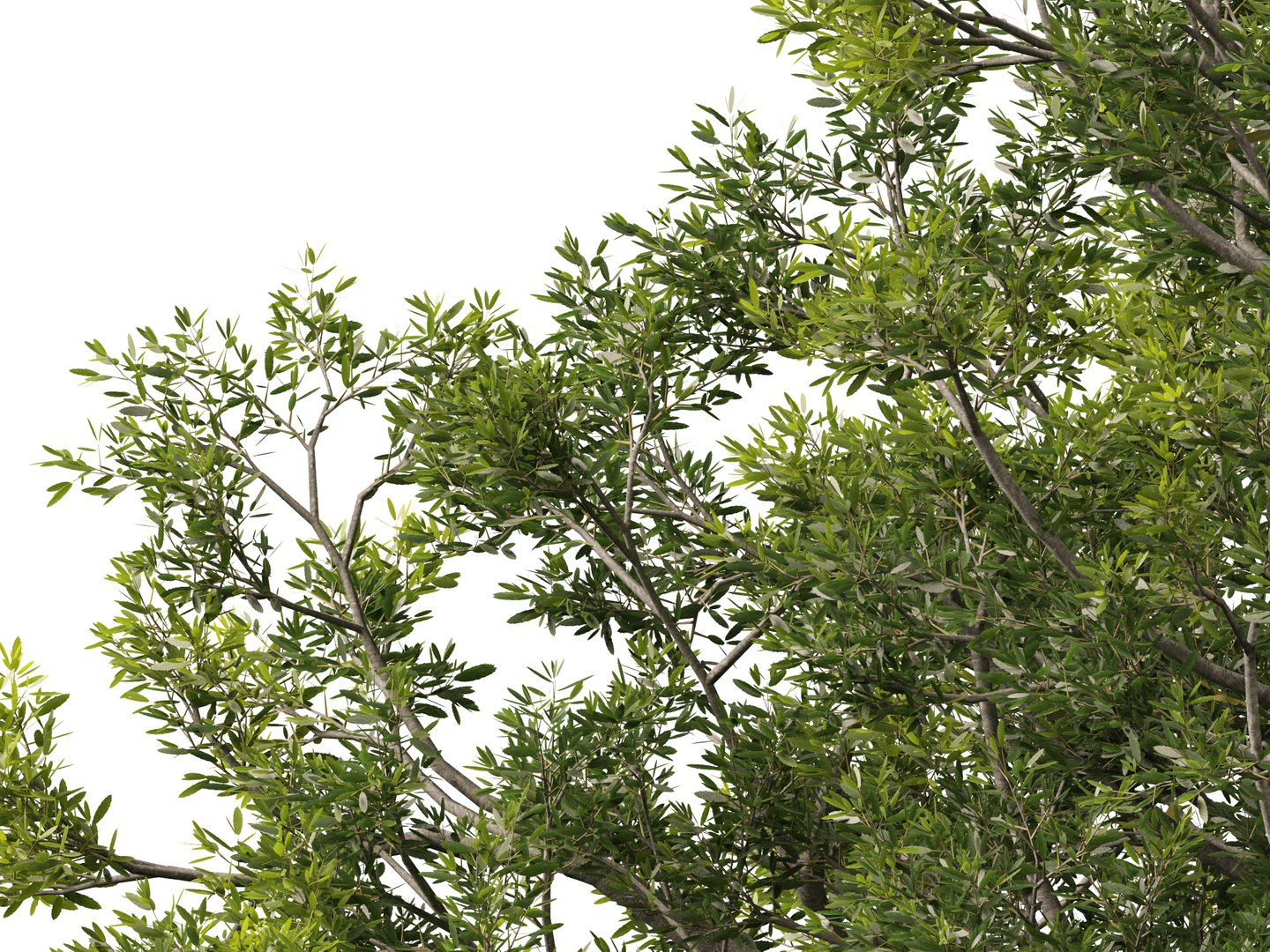 3D Quercus Ilex - Holly Oak Model - TurboSquid 2218311