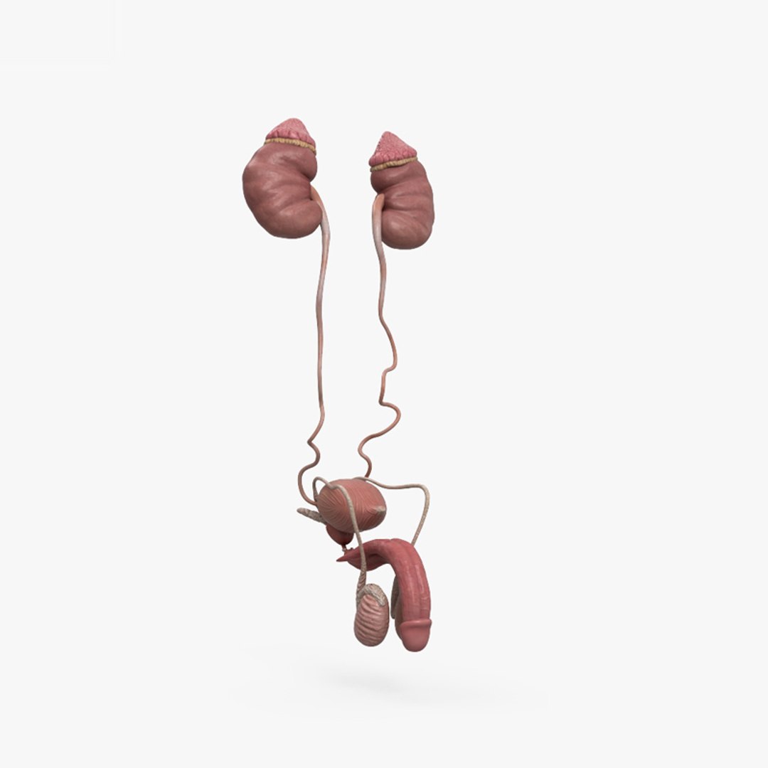 3D Reproductive Urinary Model - TurboSquid 1655039