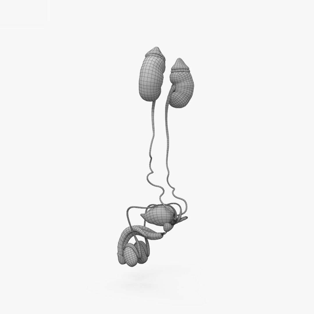 3D Reproductive Urinary Model - TurboSquid 1655039