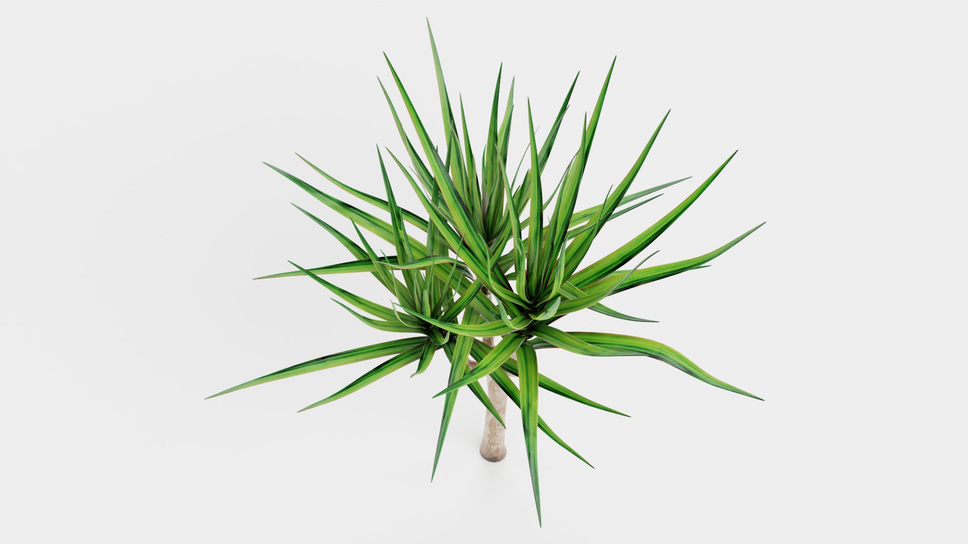 Dracena 2 Model - TurboSquid 1893992