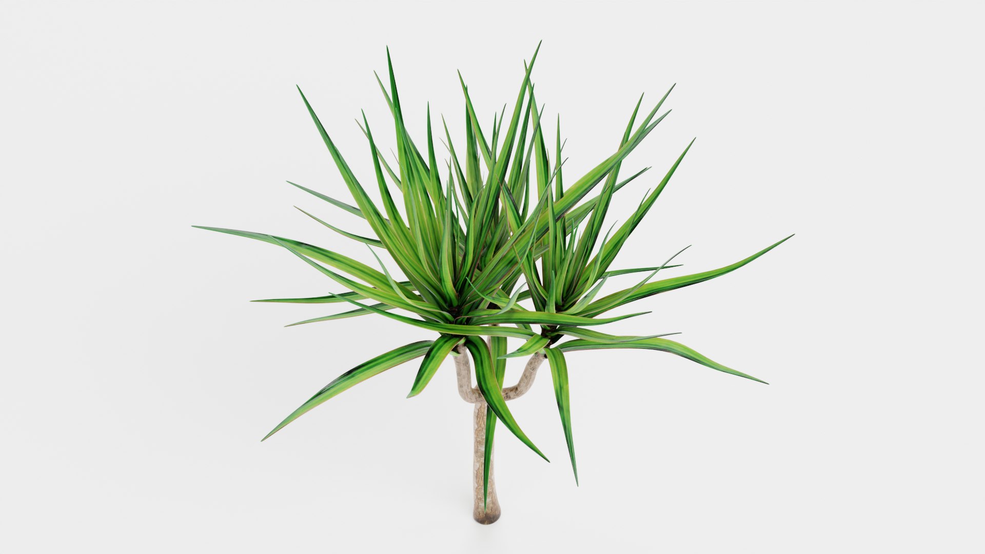 Dracena 2 Model - TurboSquid 1893992