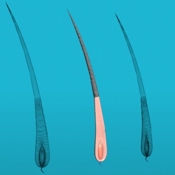 3d model hair anatomy