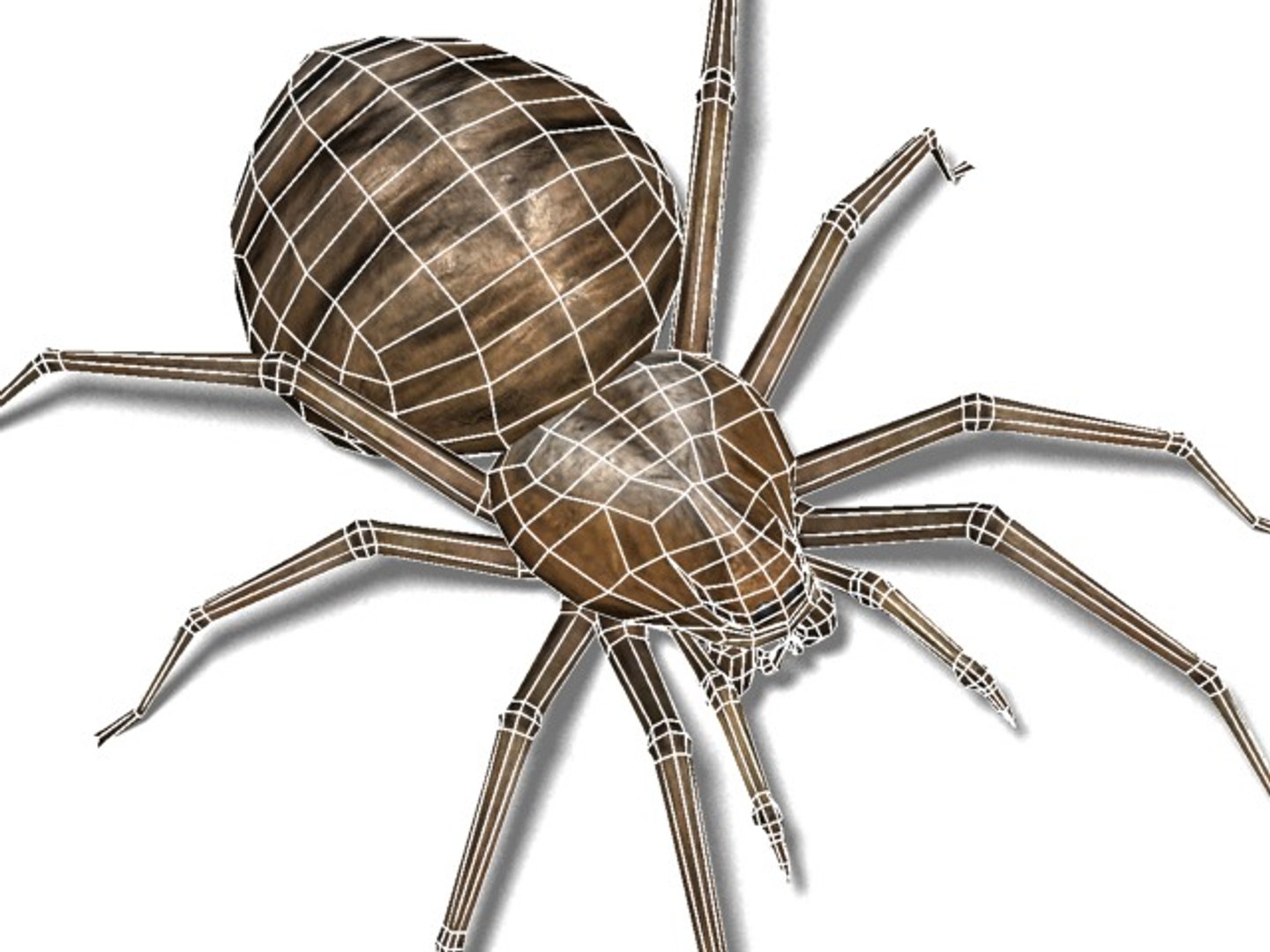 Spider Arachnids 3d Model