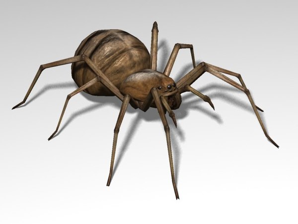 Free 3D Spider Models | TurboSquid