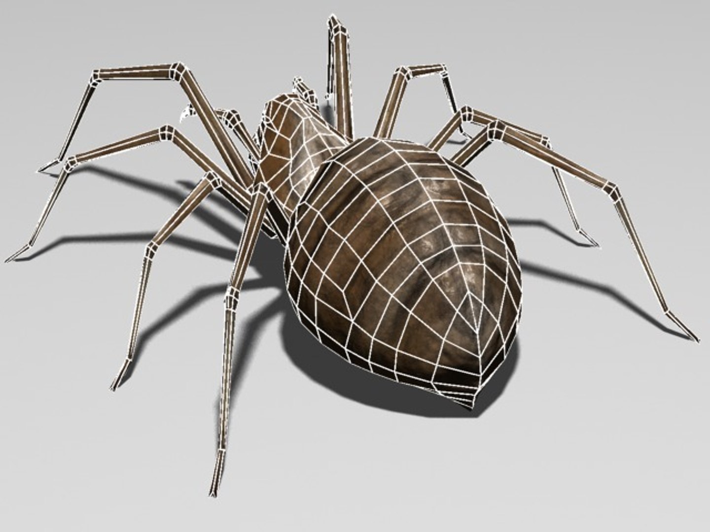 Spider Arachnids 3d Model