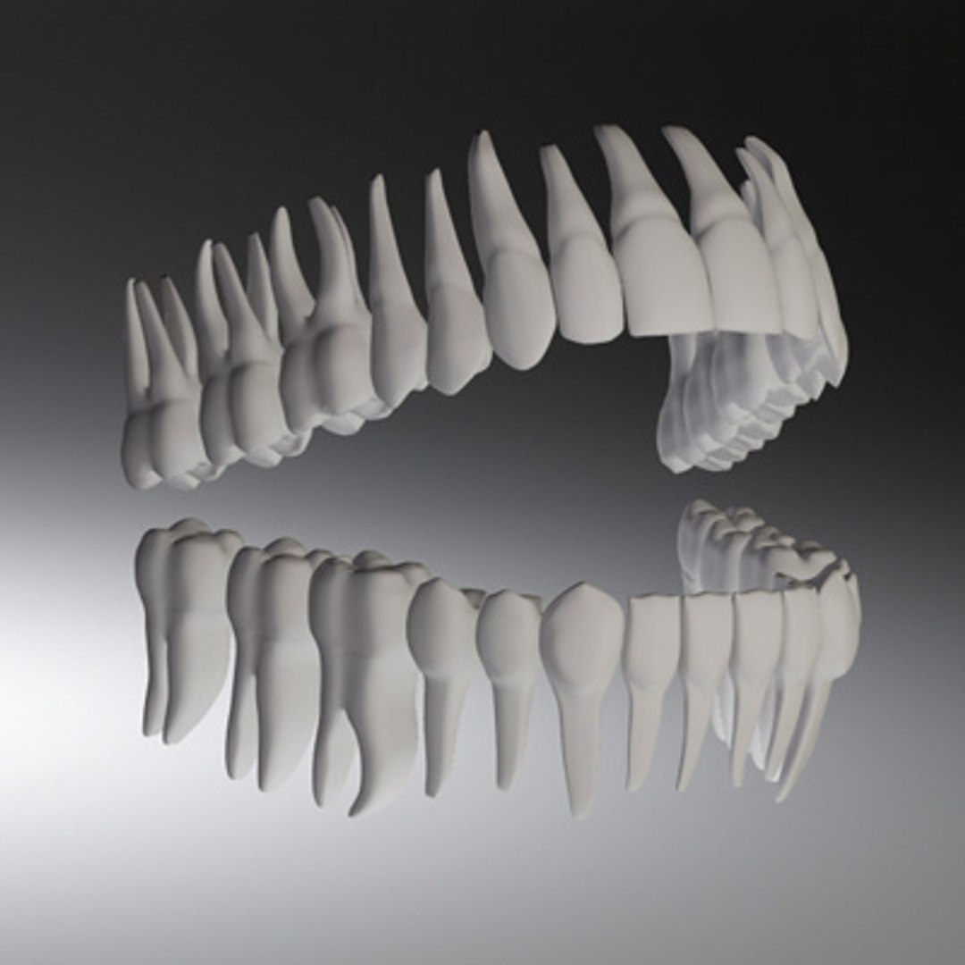 3d Human Teeth Model