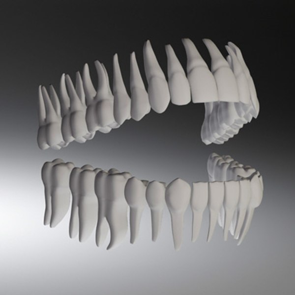 3d human teeth model