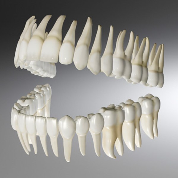 3d human teeth model