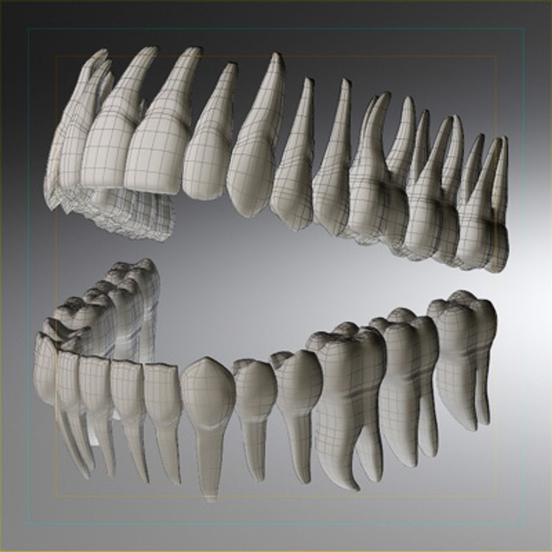 3d Human Teeth Model