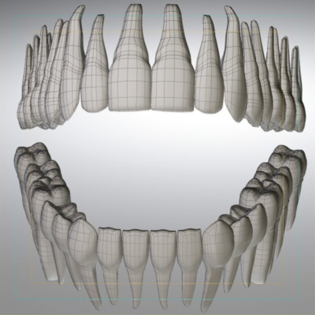 3d Human Teeth Model