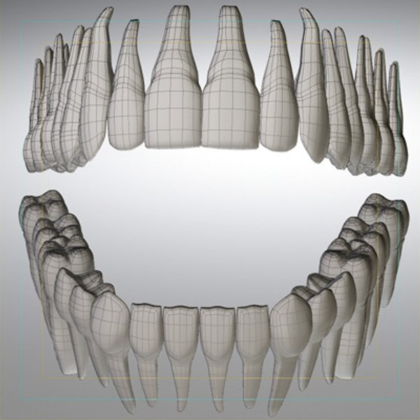 3d human teeth model