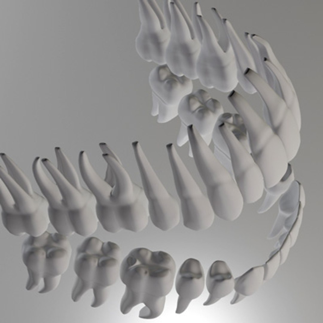 3d Human Teeth Model