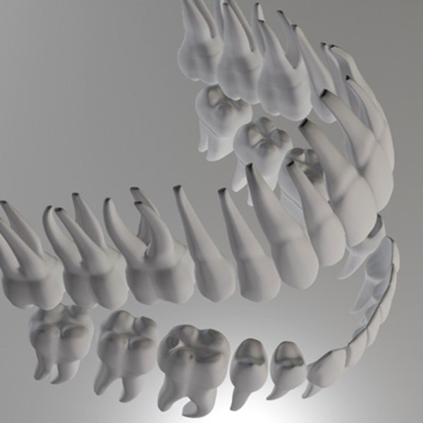 3d human teeth model