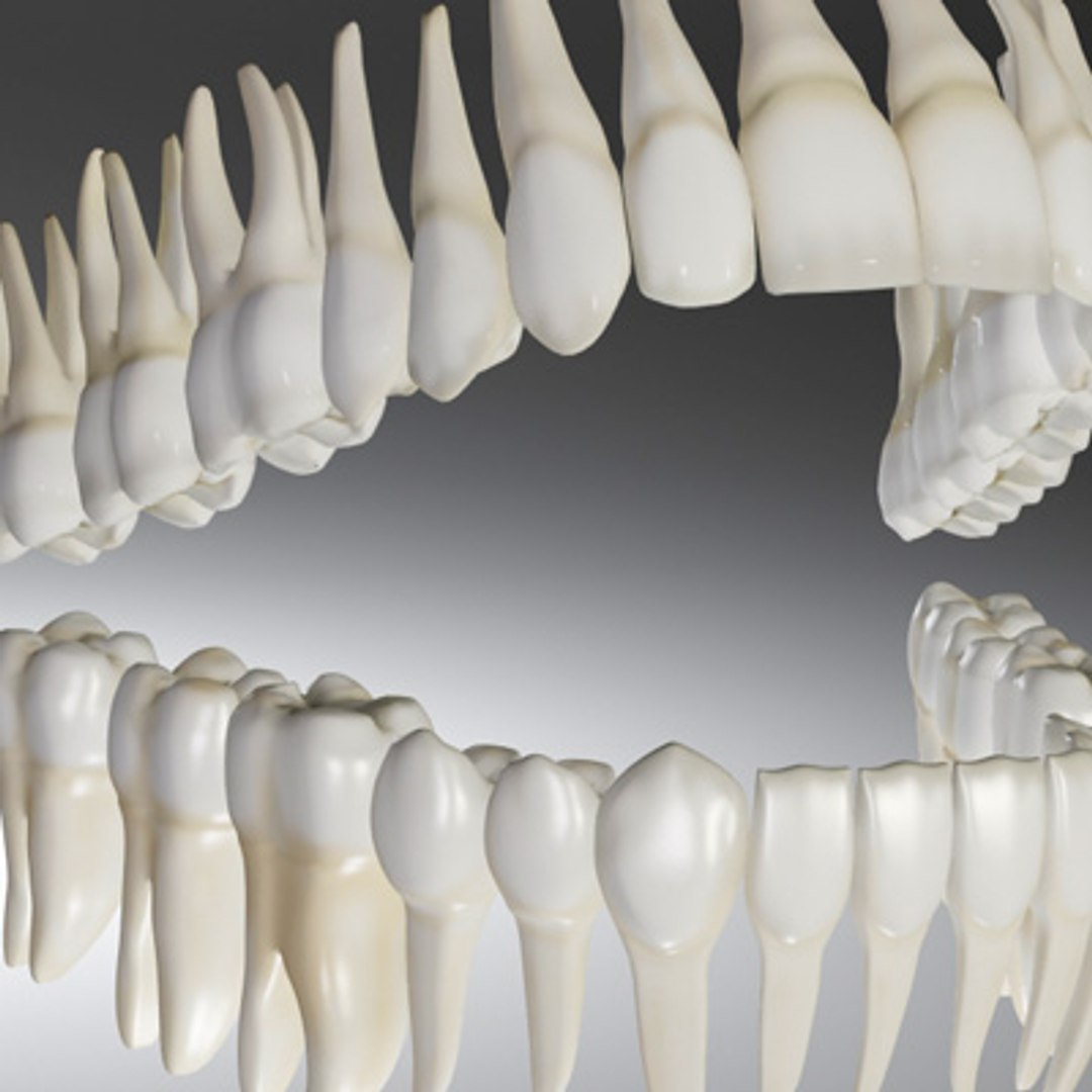 3d Human Teeth Model