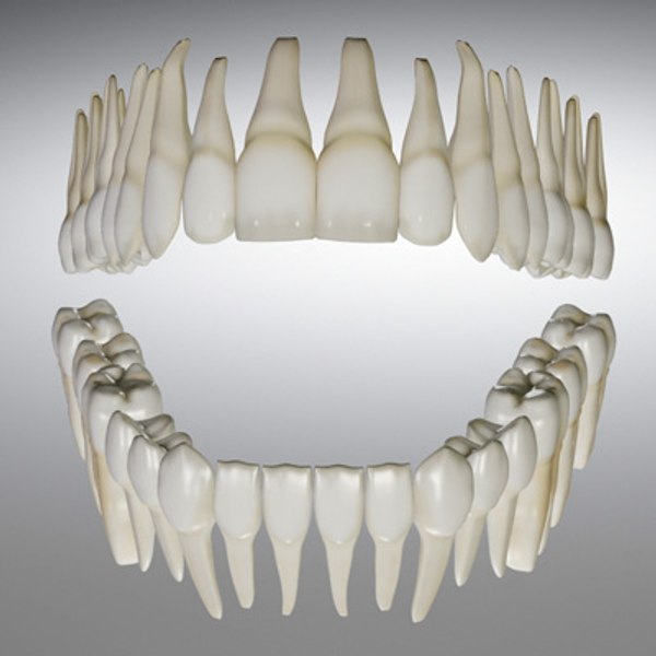 3d human teeth model