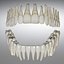 3d Human Teeth Model