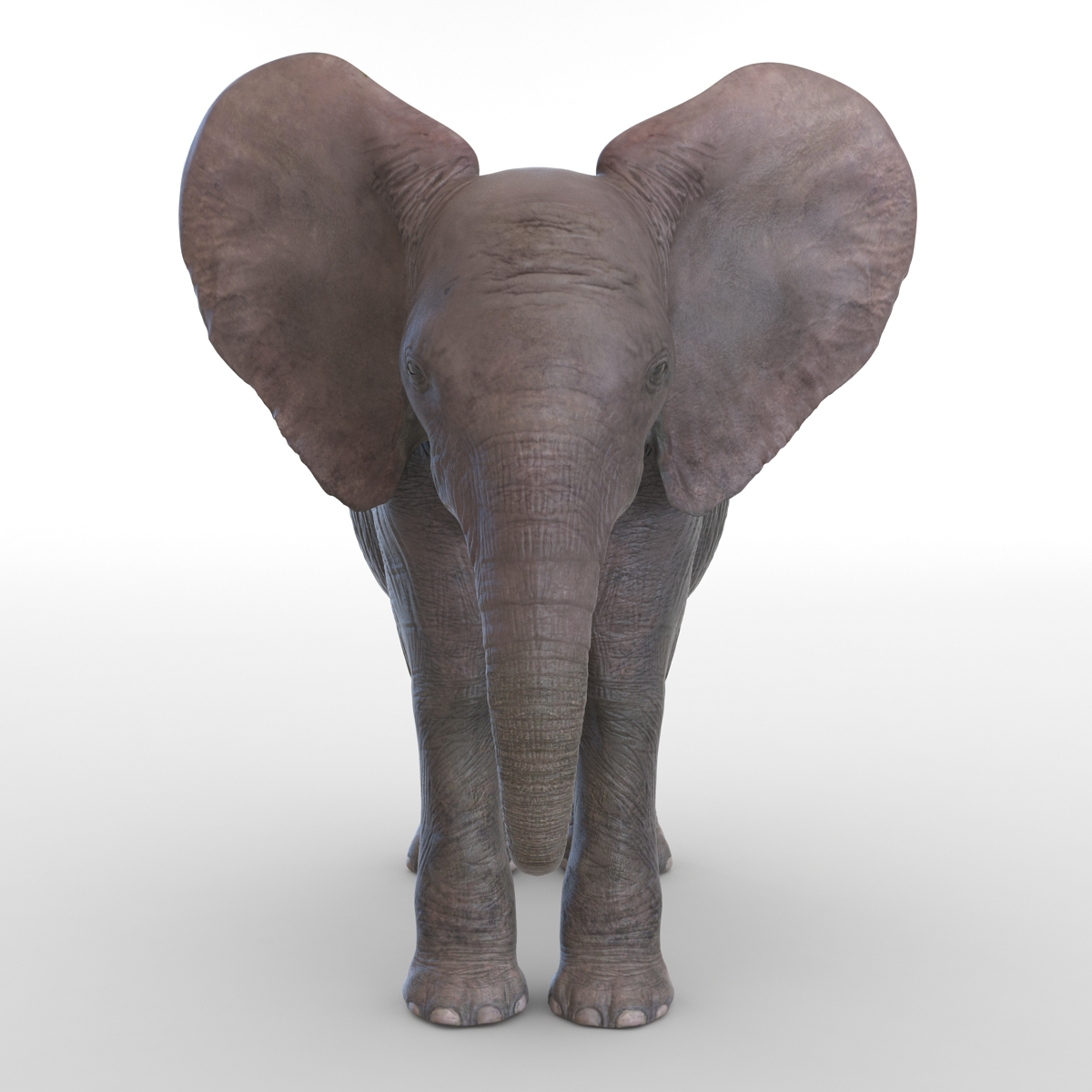 3d elephants 2 model
