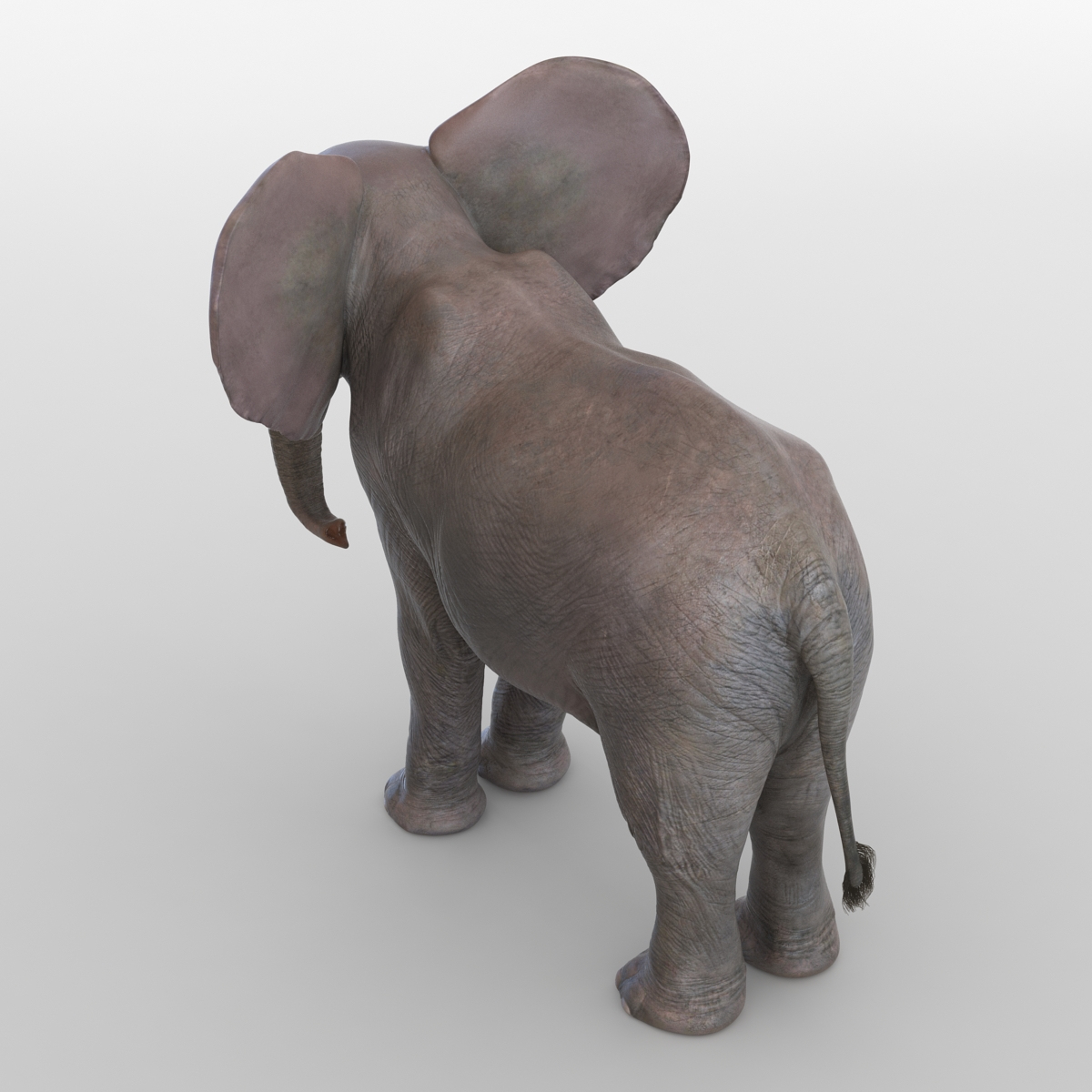 3d elephants 2 model