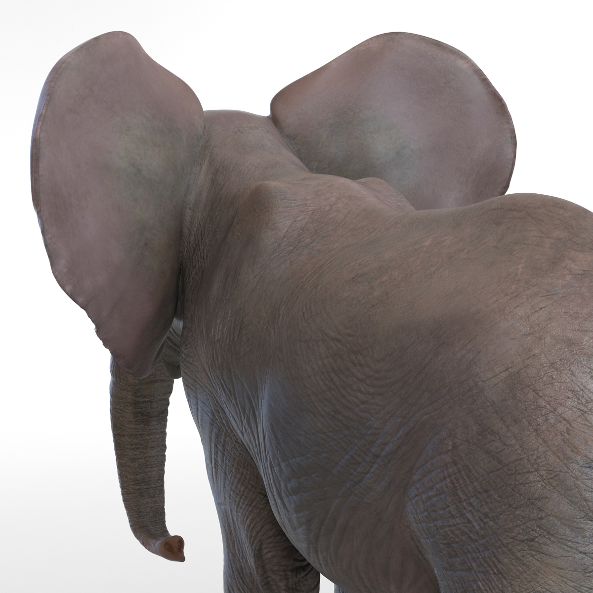 3d elephants 2 model