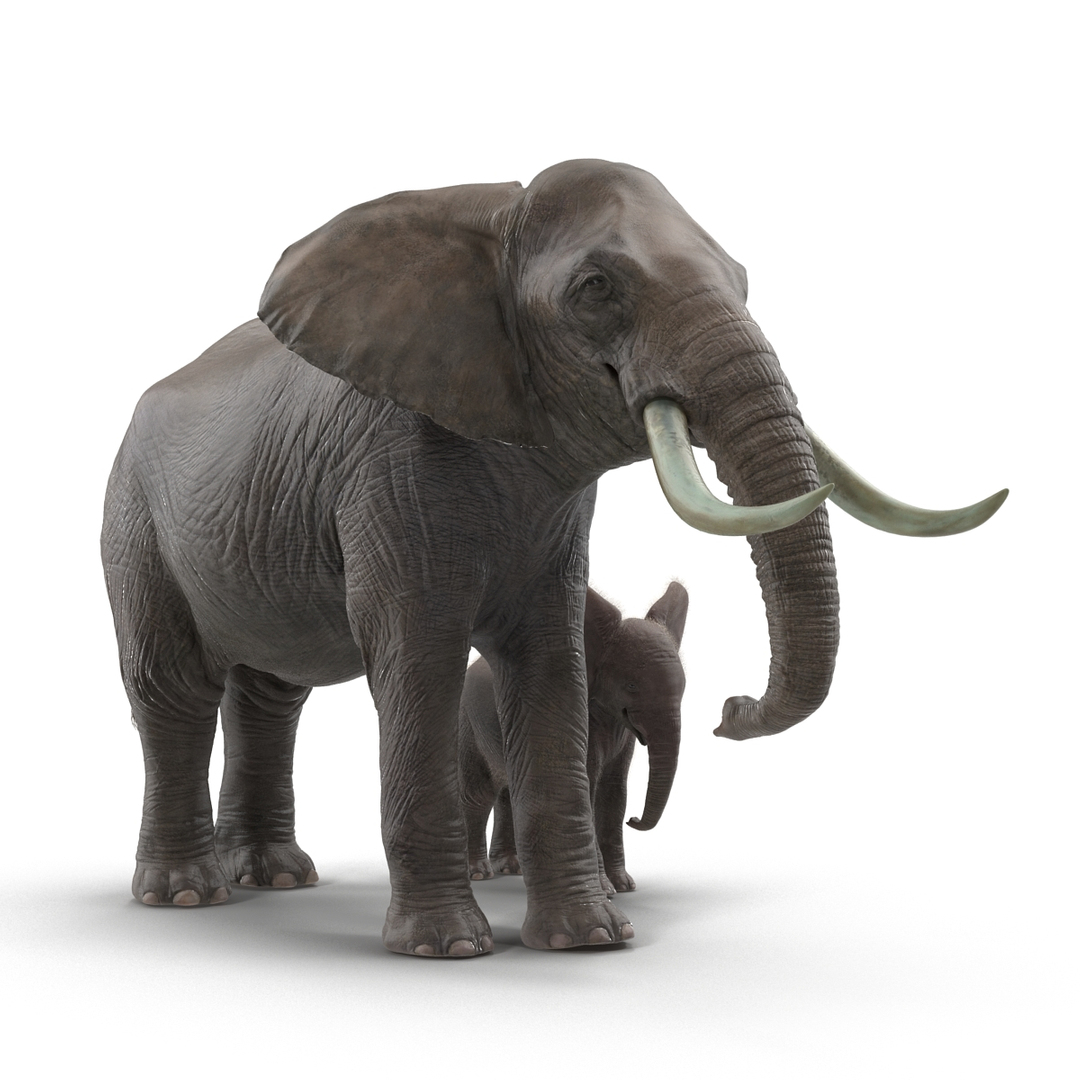 3d elephants 2 model