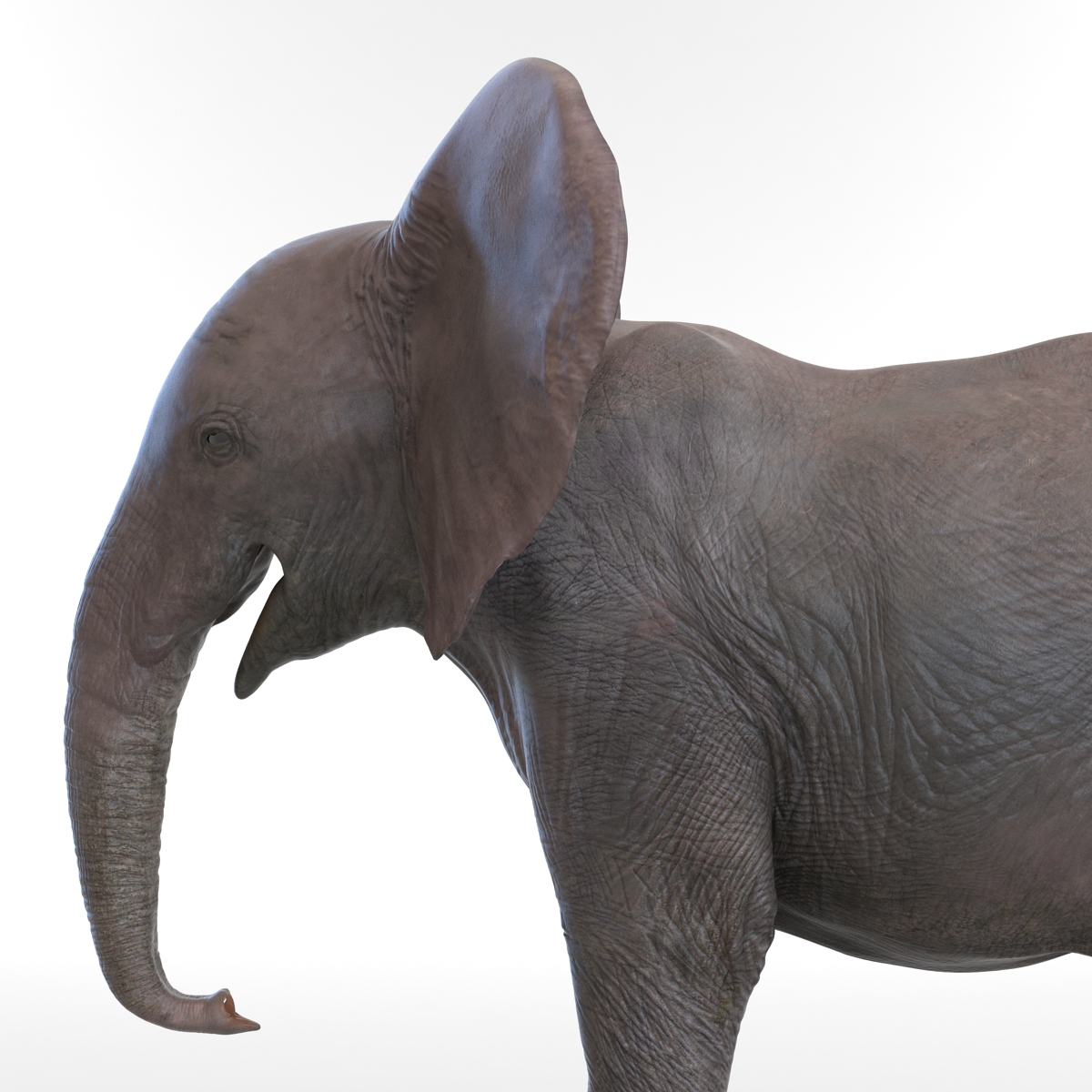 3d elephants 2 model