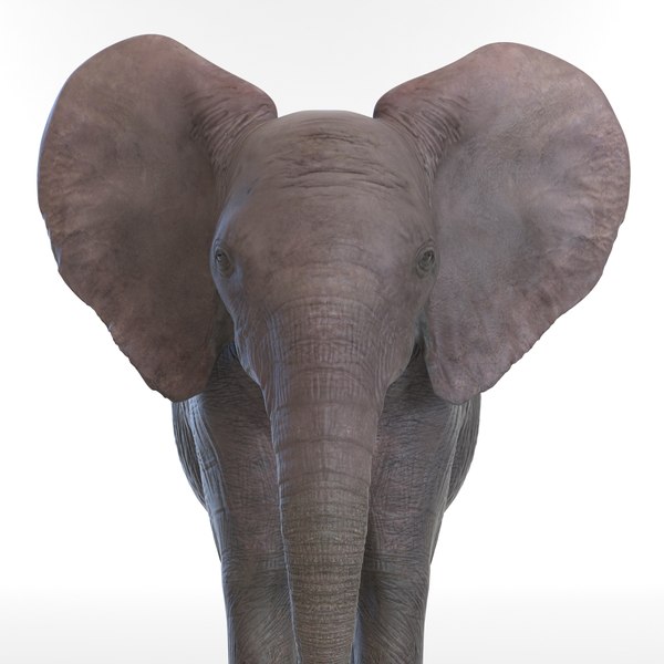 3d elephants 2 model