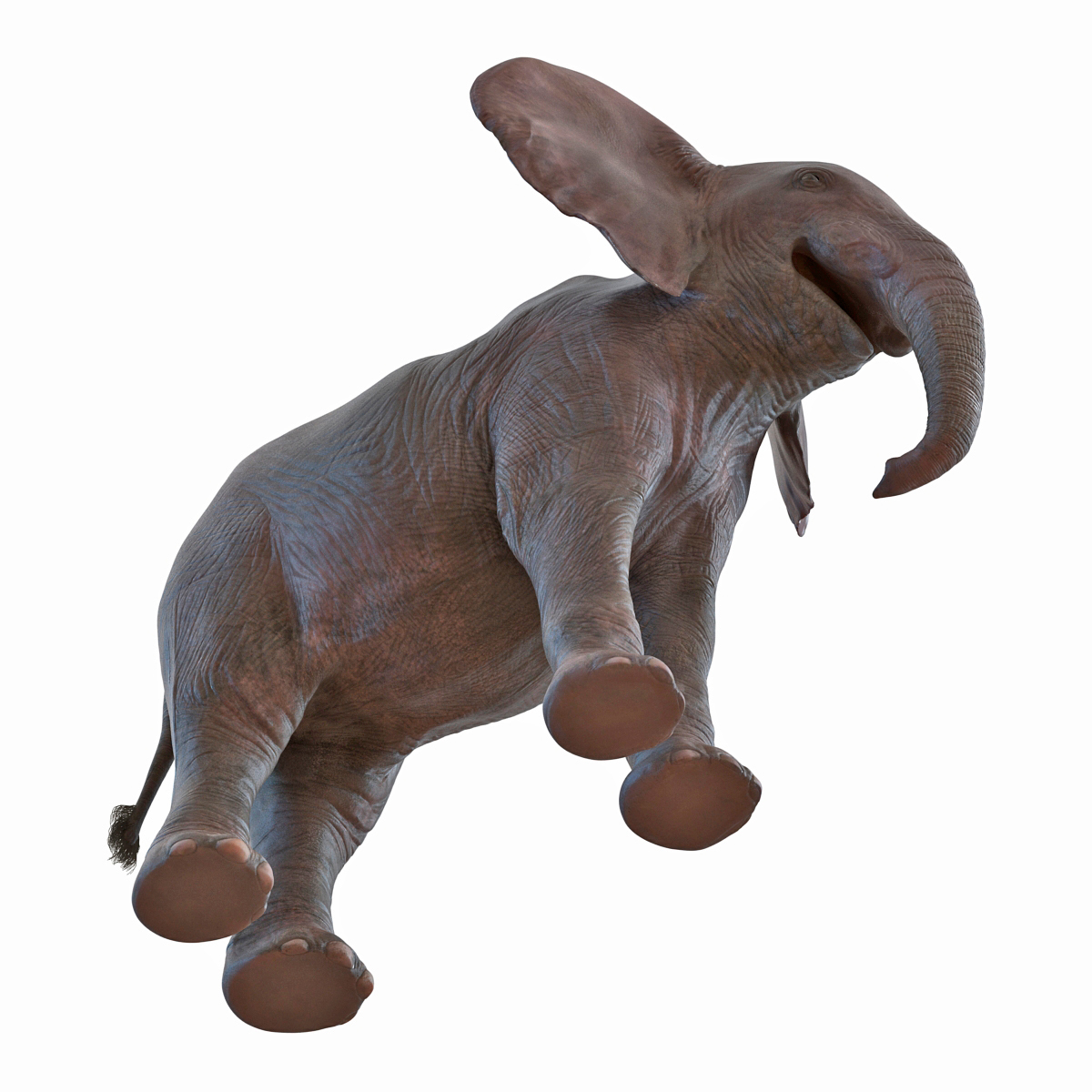 3d elephants 2 model