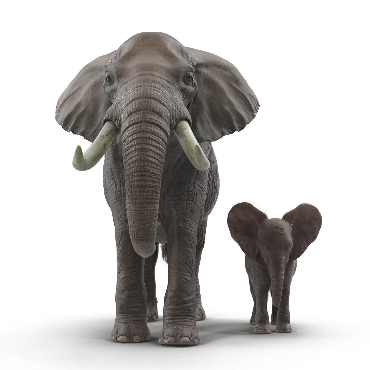 3d elephants 2 model