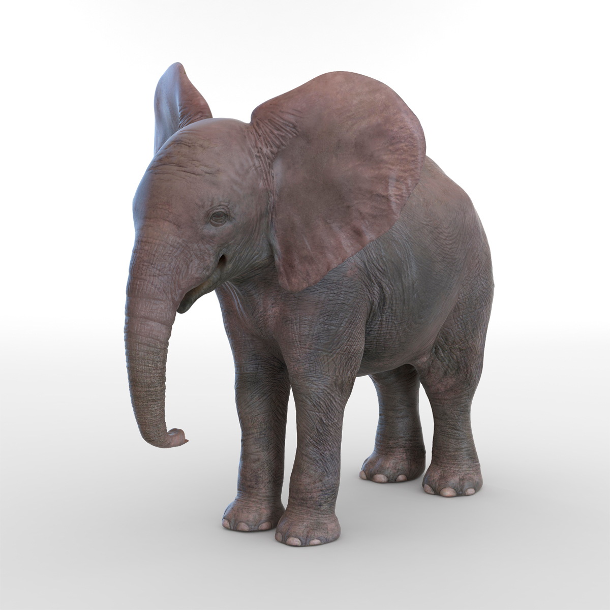 3d elephants 2 model