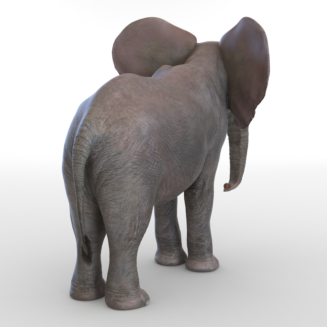3d elephants 2 model