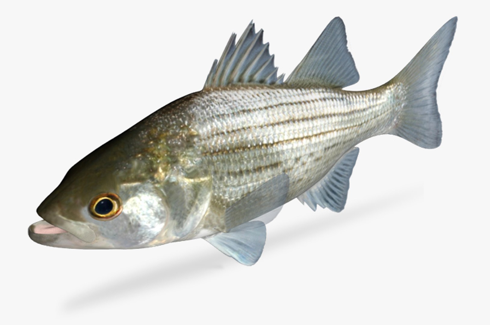 3d Morone Chrysops White Bass Model
