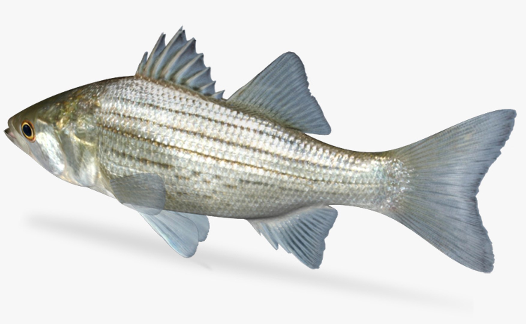3d Morone Chrysops White Bass Model