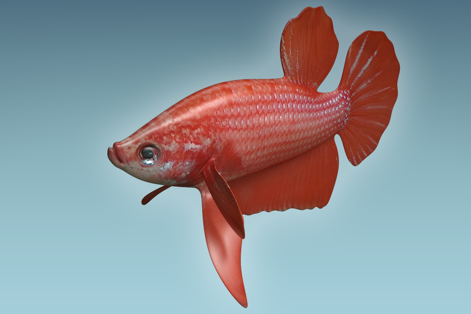 Betta fish 3D model - TurboSquid 1205959