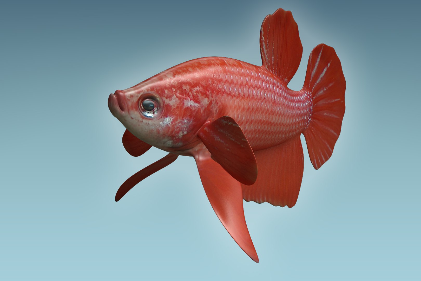 Betta fish 3D model - TurboSquid 1205959