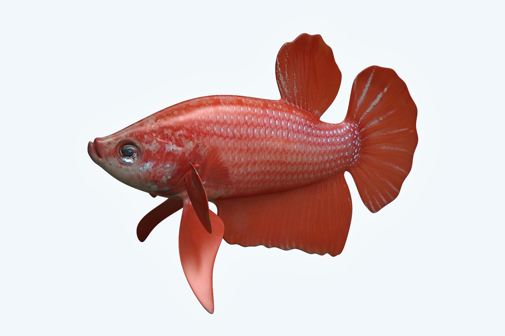 Betta fish 3D model - TurboSquid 1205959