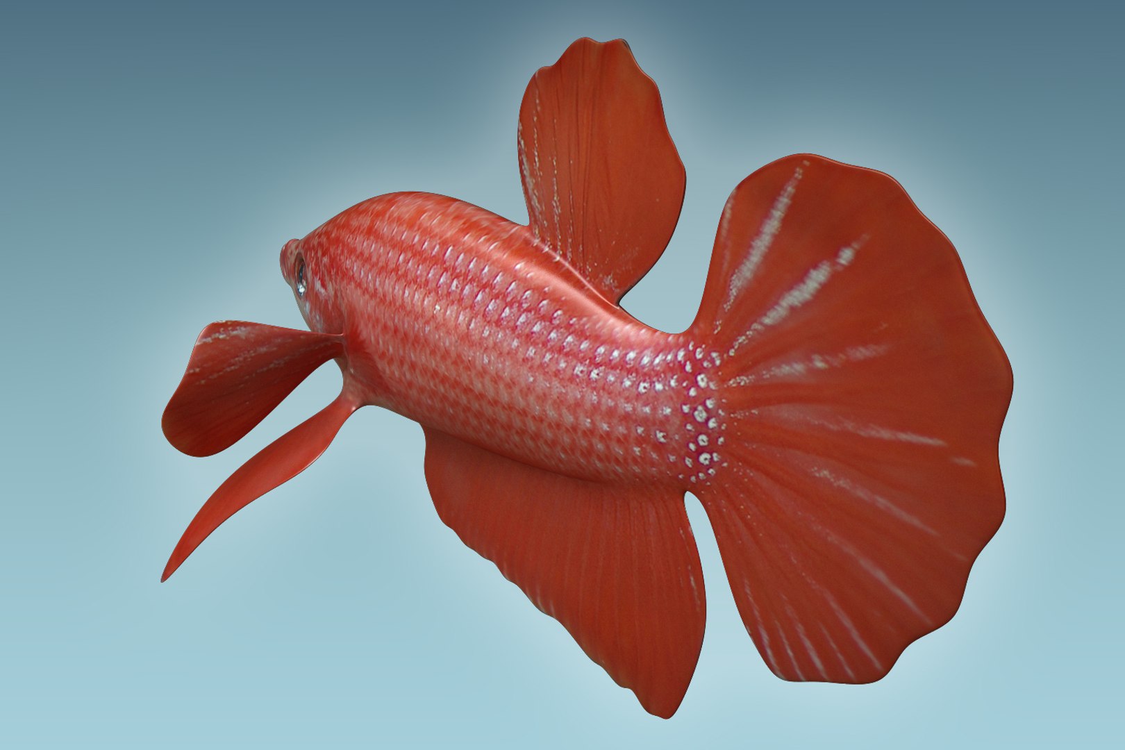 Betta fish 3D model - TurboSquid 1205959