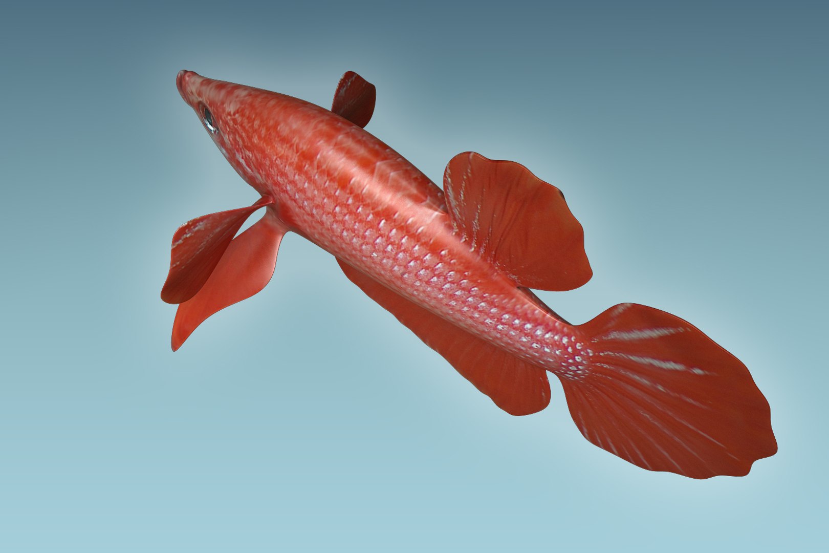 Betta fish 3D model - TurboSquid 1205959