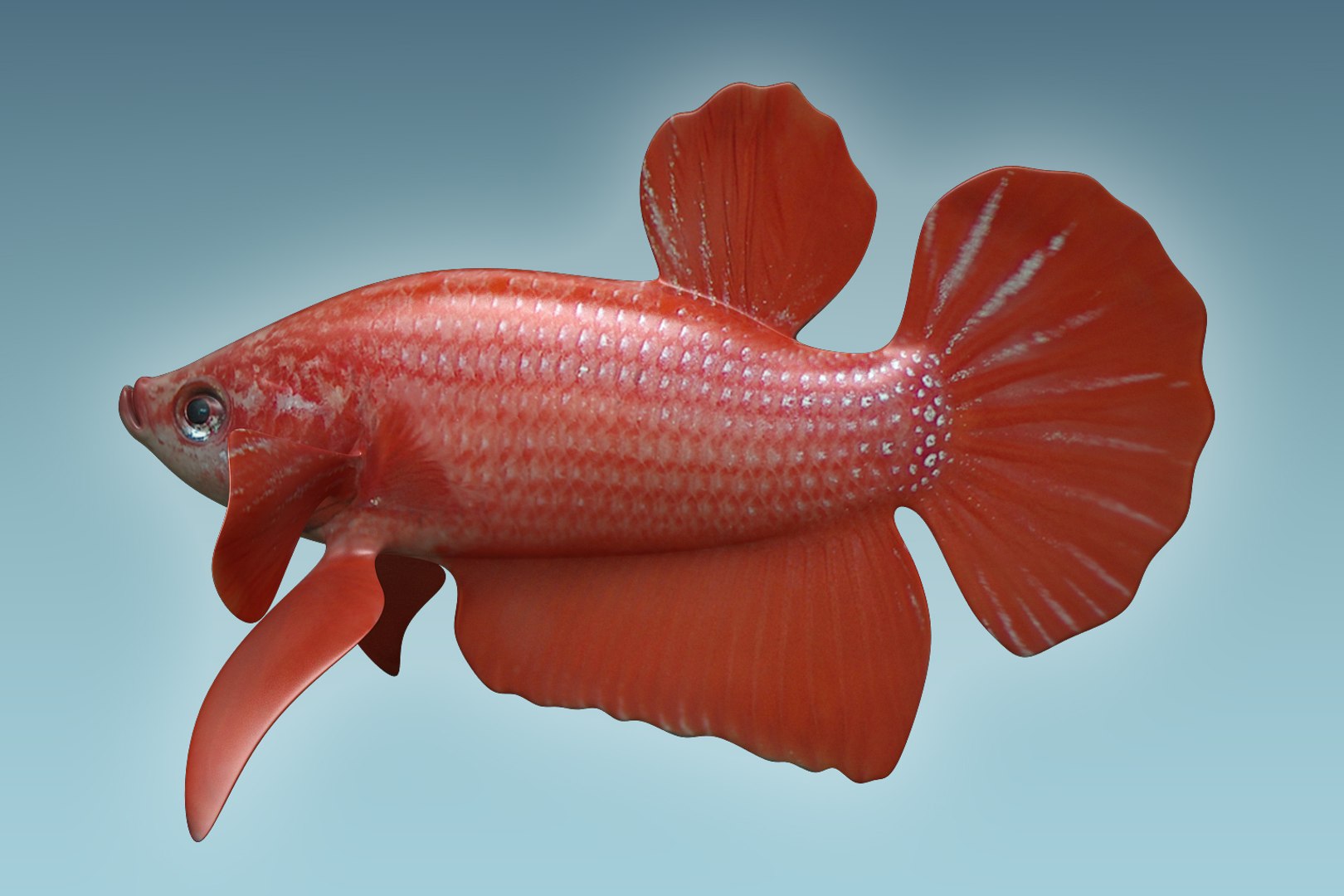 Betta fish 3D model - TurboSquid 1205959