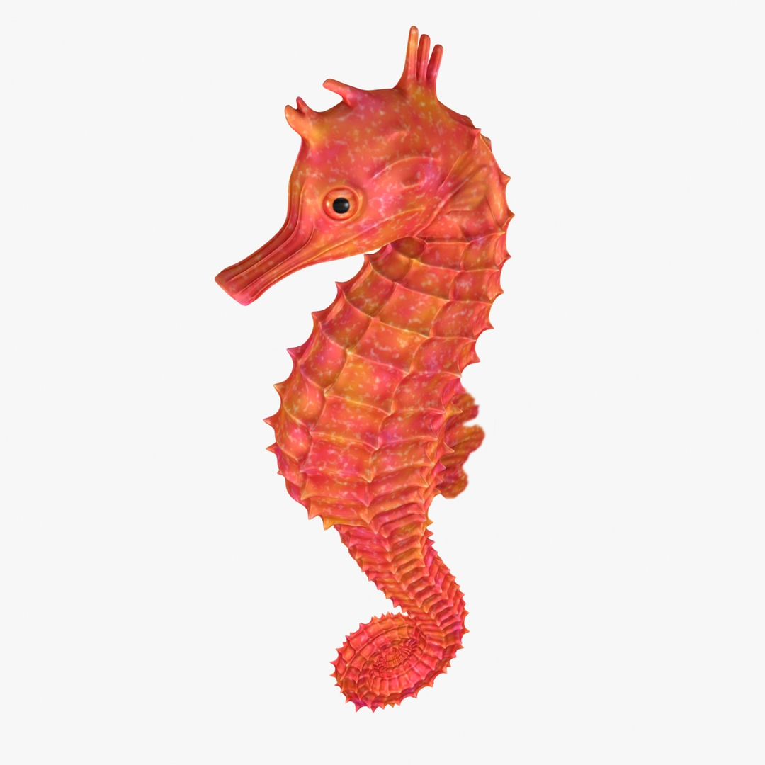 3D Model Realistic Seahorse - TurboSquid 1160630