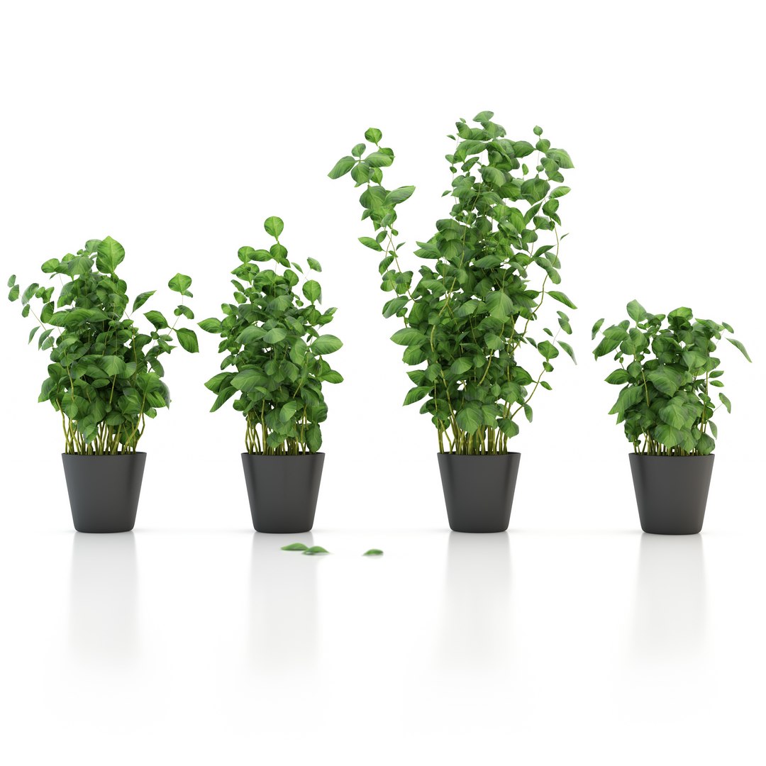 3d Model Basil Kitchen