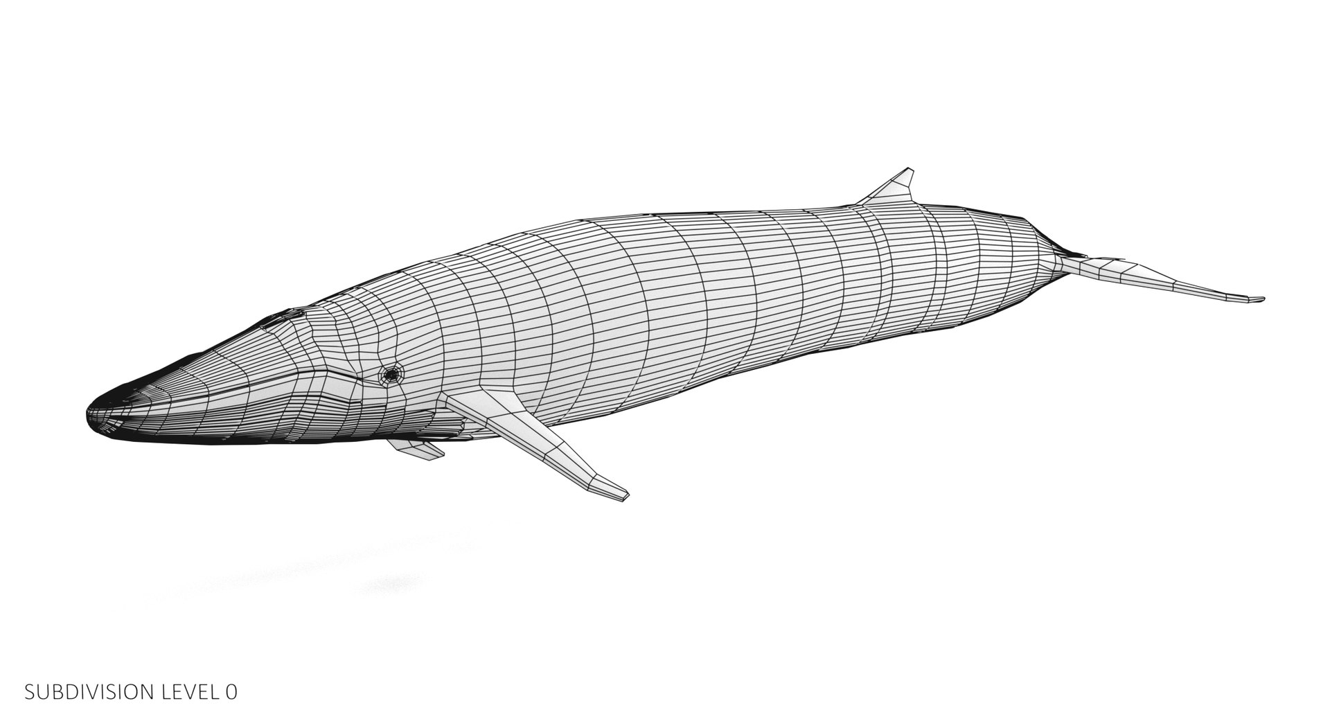 3D Fin Whale Rigged - TurboSquid 1215331
