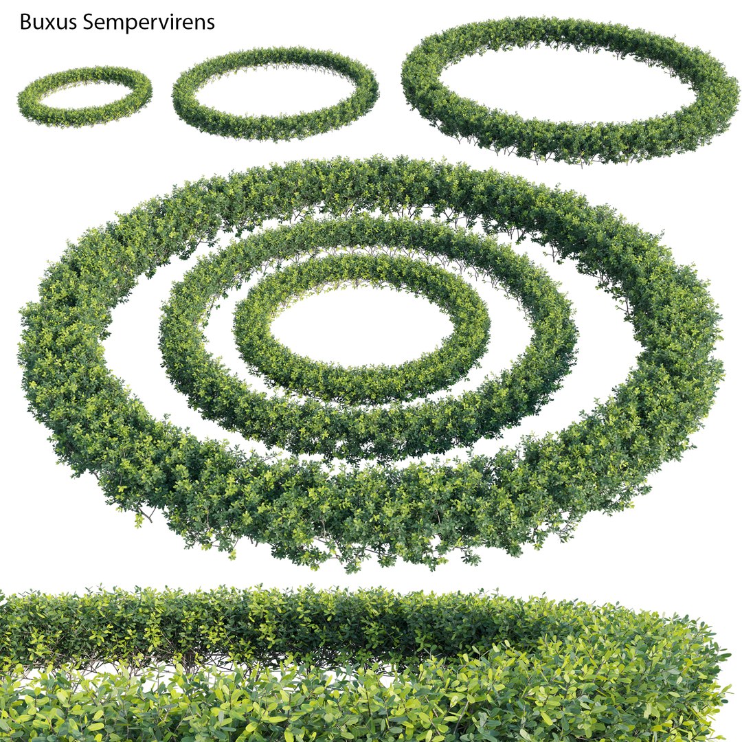 Buxus Sempervirens - Boxwood 02 3D - TurboSquid 2070677