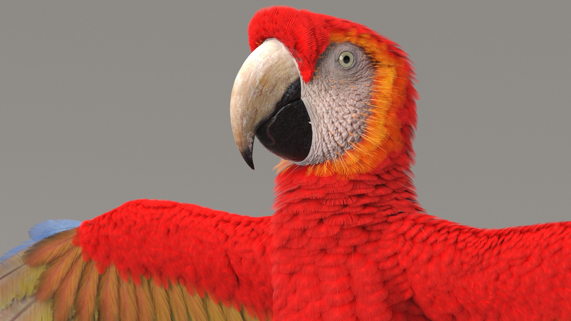 3D Ara Macao Model - TurboSquid 2014589