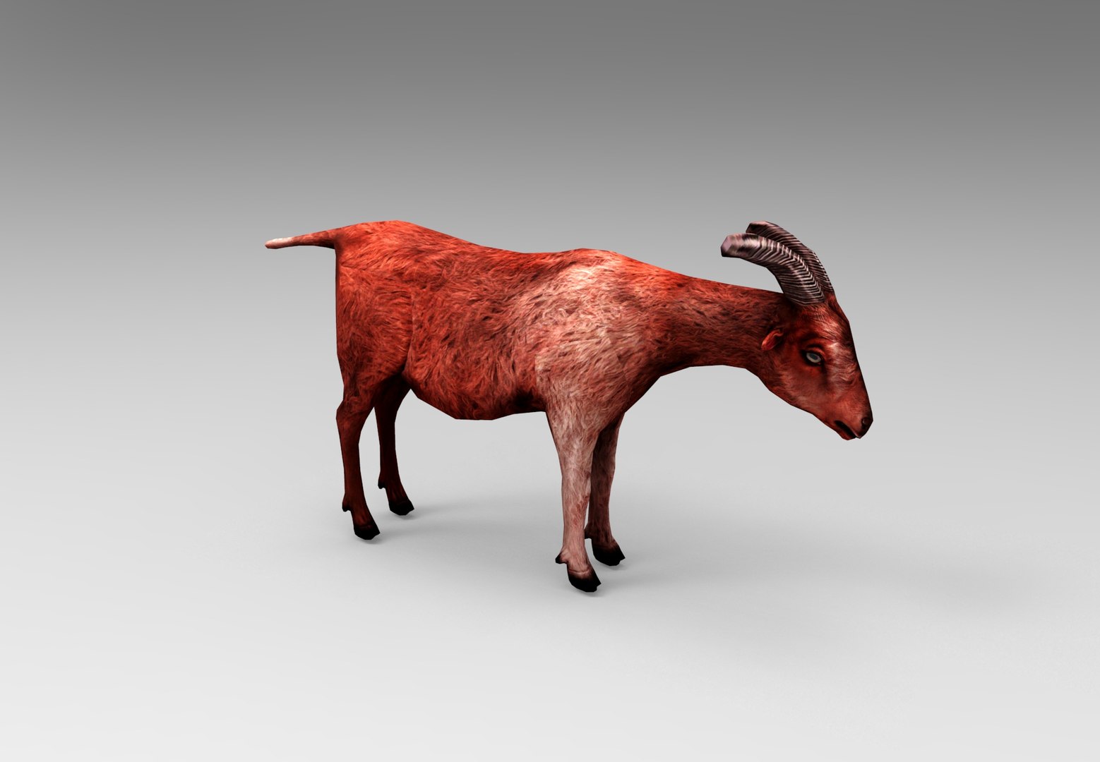 3d Goat Ready