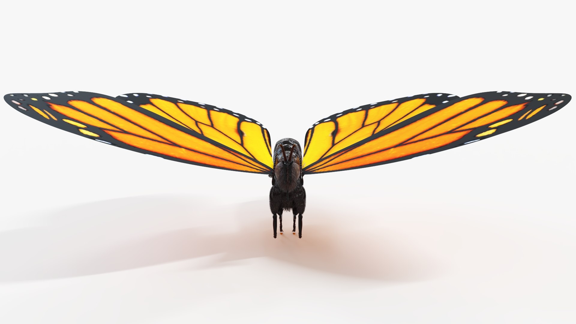 Butterfly Static Model - TurboSquid 2069861