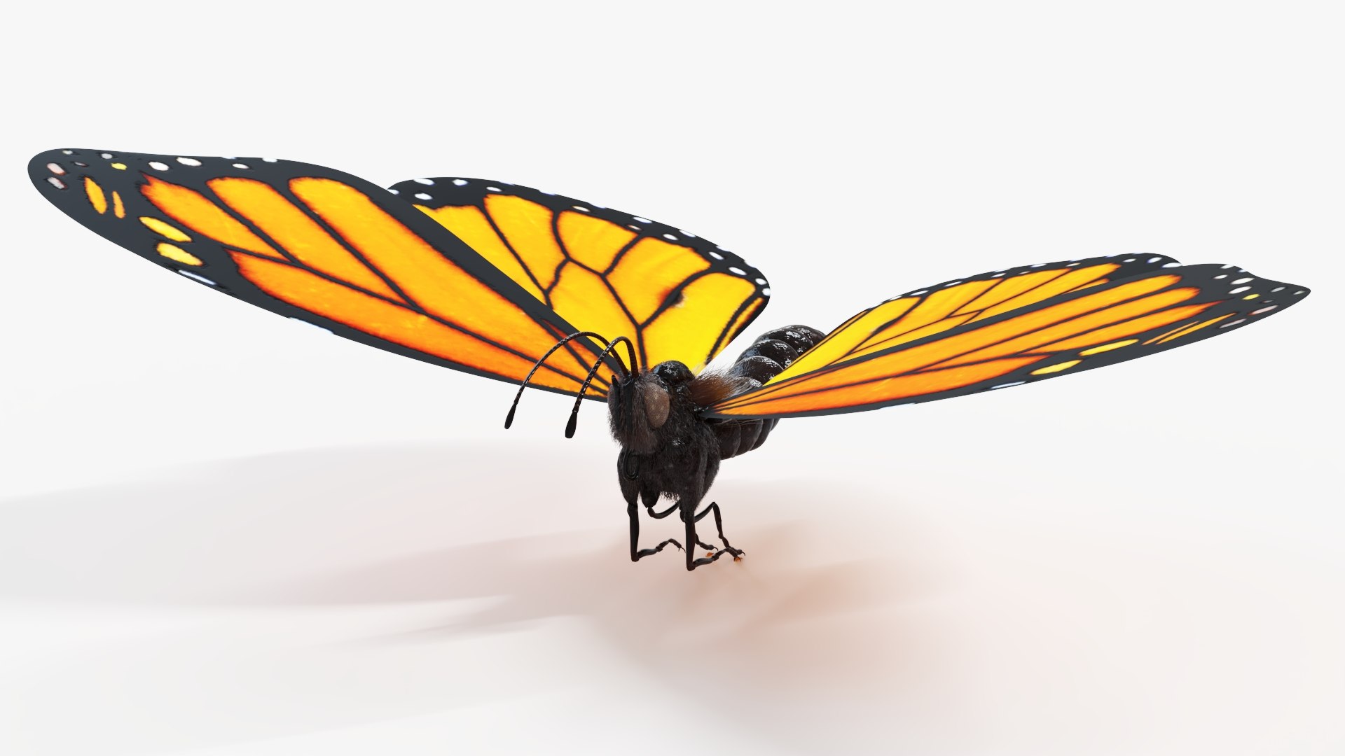 Butterfly Static Model - TurboSquid 2069861