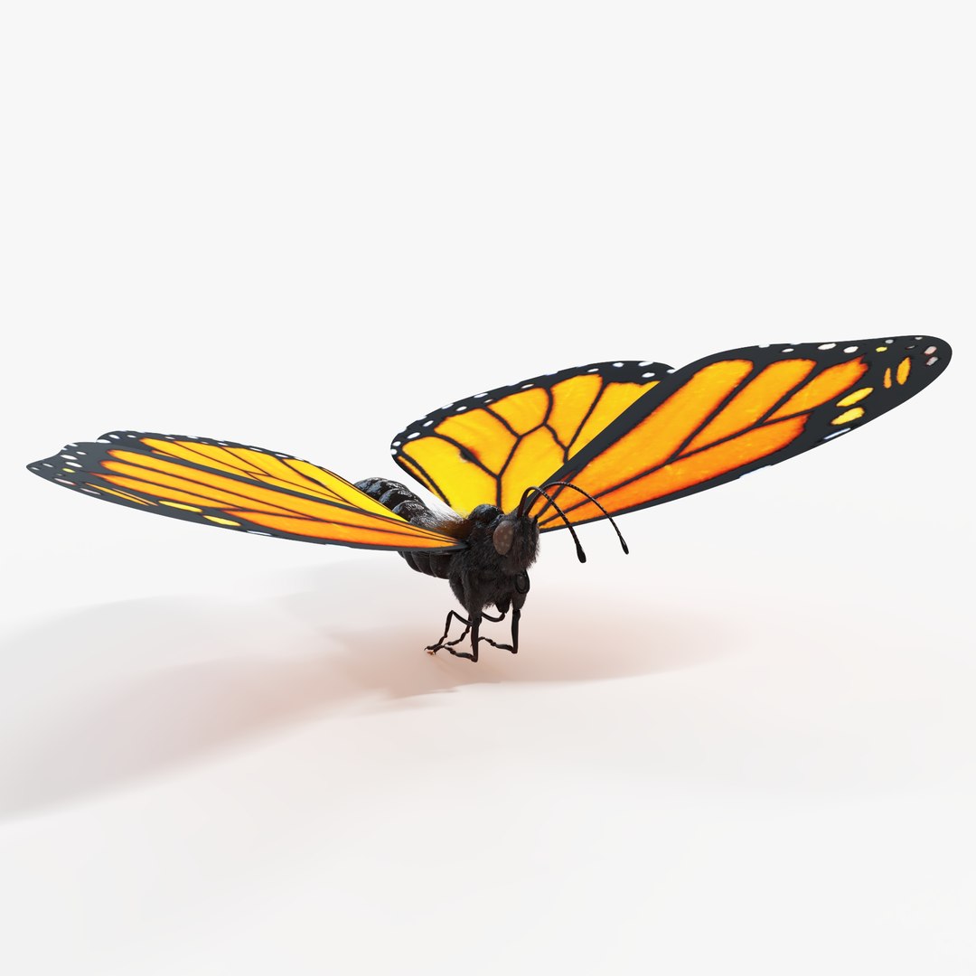 Butterfly Static model - TurboSquid 2069861